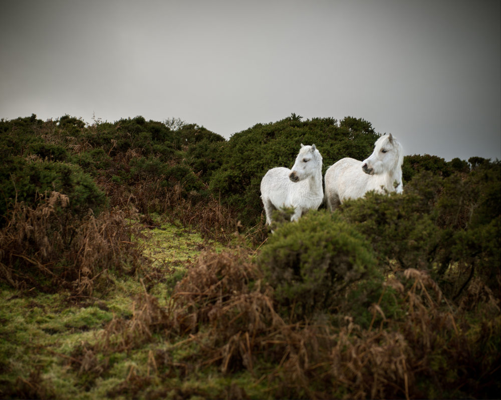 White Dartmoor Pair, the Moors, England - Monica Stevenson Photography