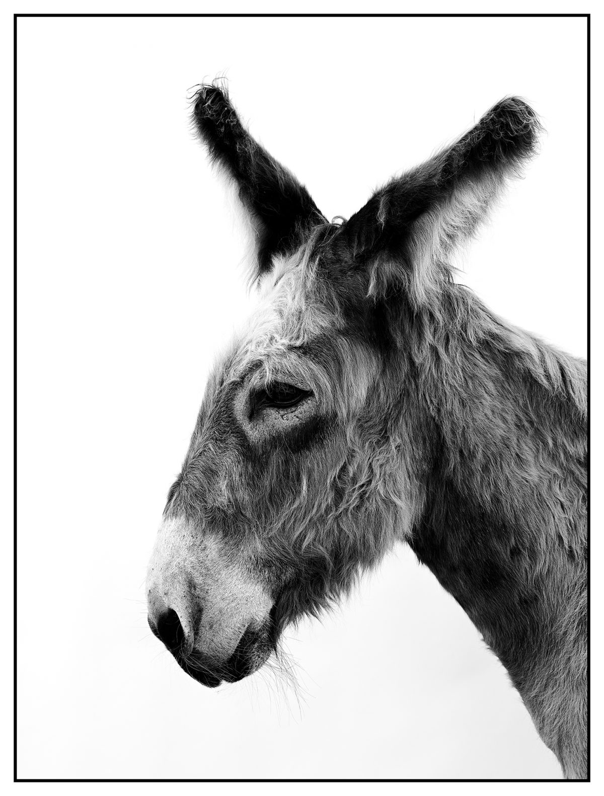 Jacques Bonkowski, French Poitou Donkey, Green Creek, North Carolina ...